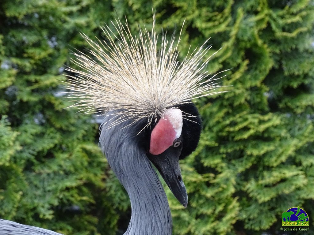 Grijze kroonkraanvogel - Dierenpark Zie Zoo