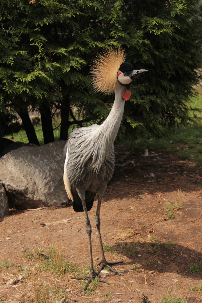 Grijze kroonkraanvogel - Dierenpark Zie Zoo