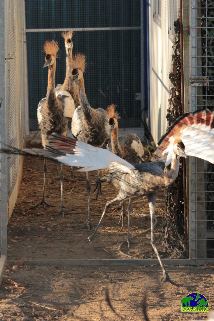 Grijze kroonkraanvogel - Dierenpark Zie Zoo